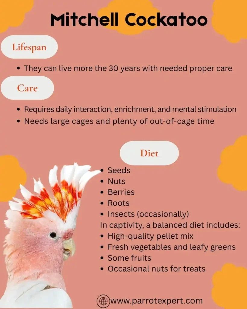 Major Mitchell Cockatoo: Lifespan, Size, Color, Personality, & Facts ...